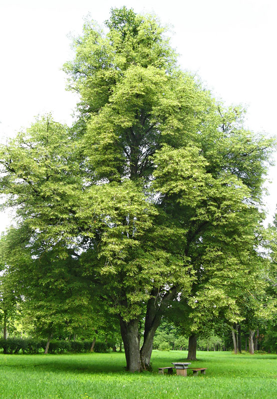 mazalape_liepa_medis_namelis_medyje - Vilniaus Jono Basanavičiaus ...